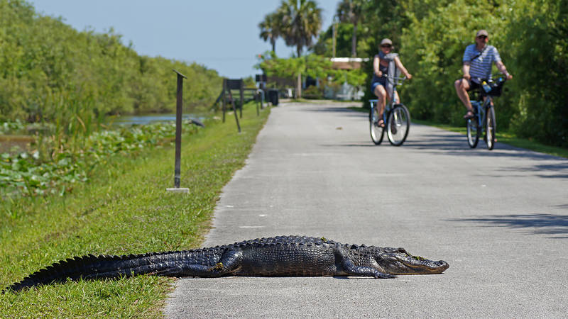 NPCA 2019 Annual Report · National Parks Conservation Association