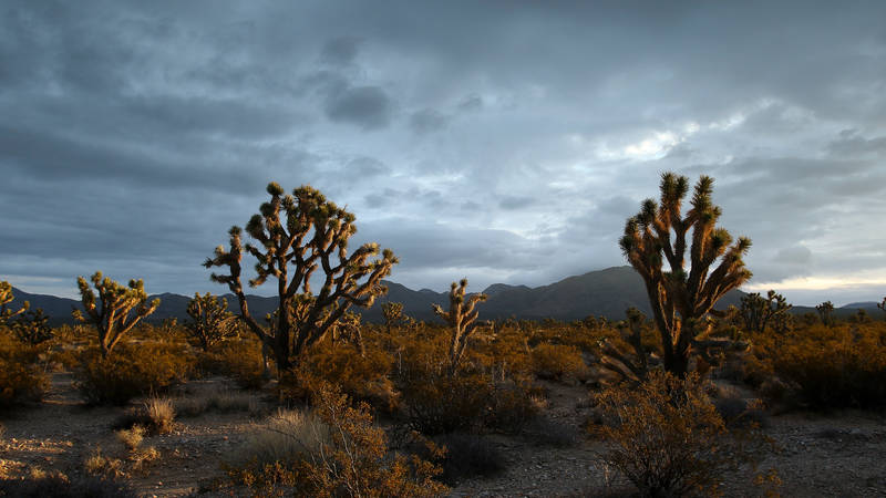 Contact NPCA · National Parks Conservation Association