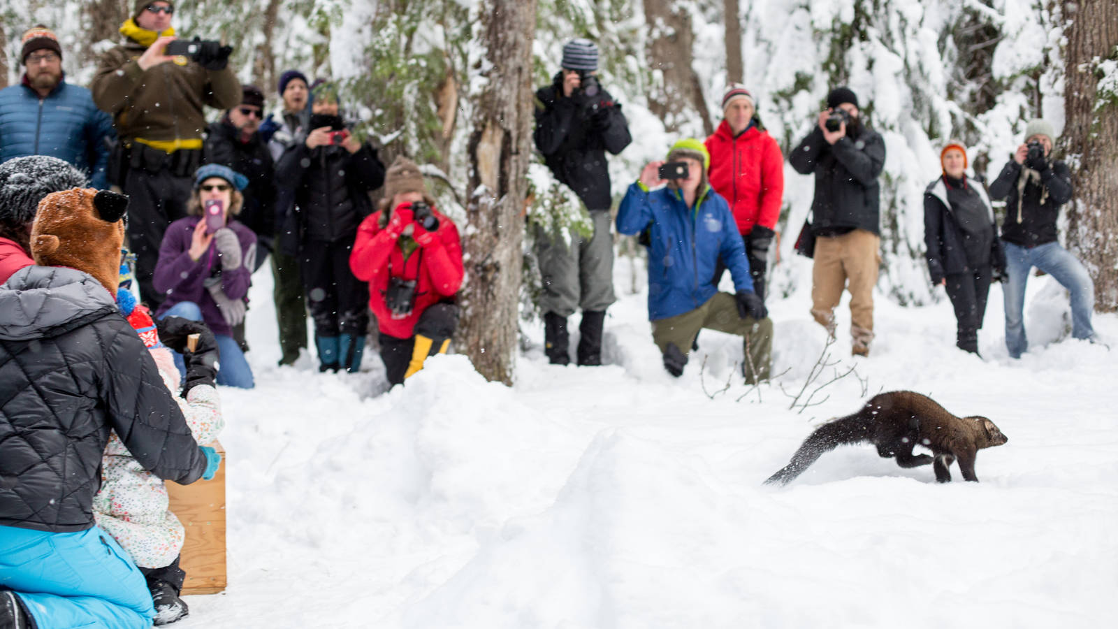 Reappearing Act · National Parks Conservation Association