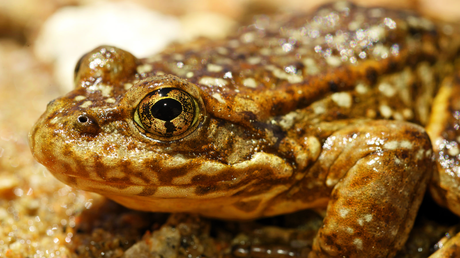 Bouncing Back in Yosemite · National Parks Conservation Association