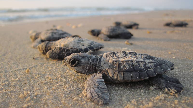 Interior Order Weakens Wilderness Stewardship of up to 80% of National ...