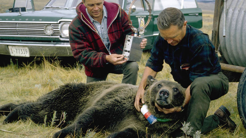 Fighting for the Grizzly · National Parks Conservation Association