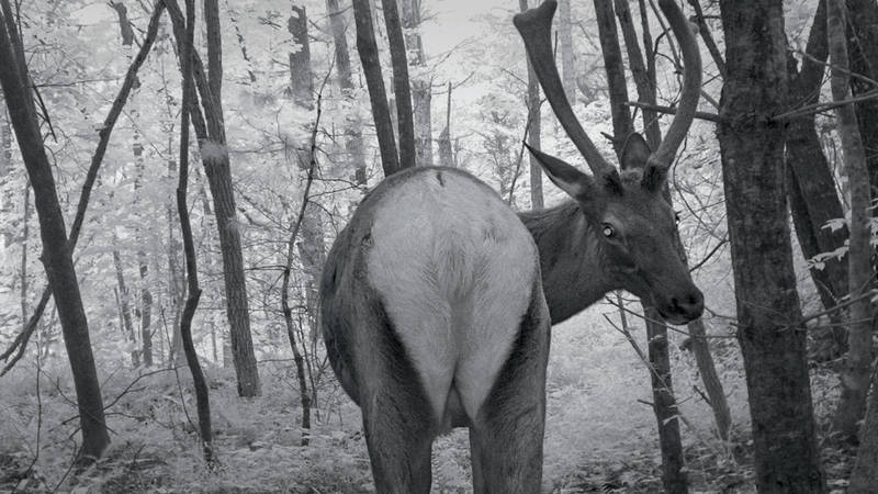 Candid Cameras · National Parks Conservation Association