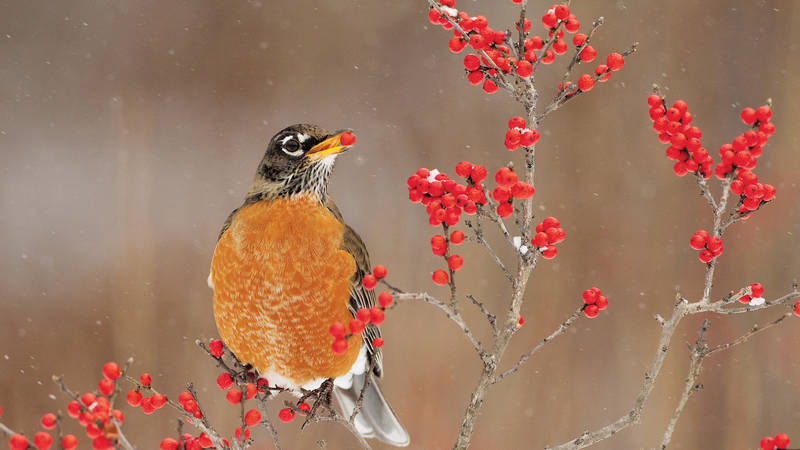 Stone Age Bird? · National Parks Conservation Association