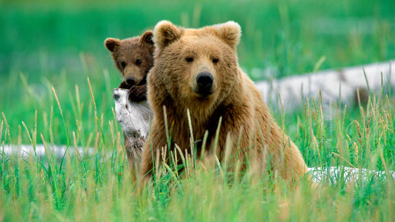 National Parks Conservation Association