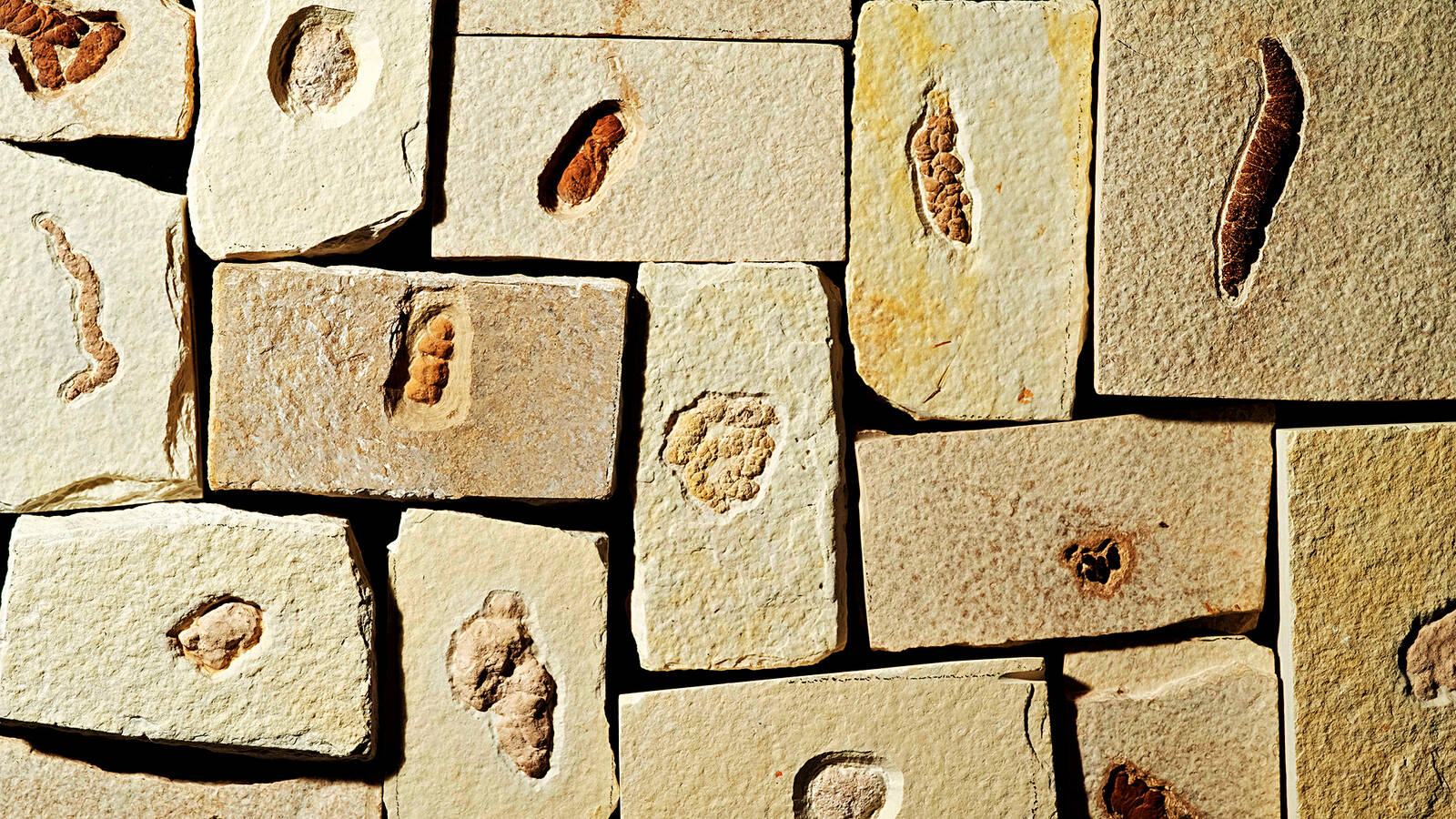 Coprolite Happens · National Parks Conservation Association