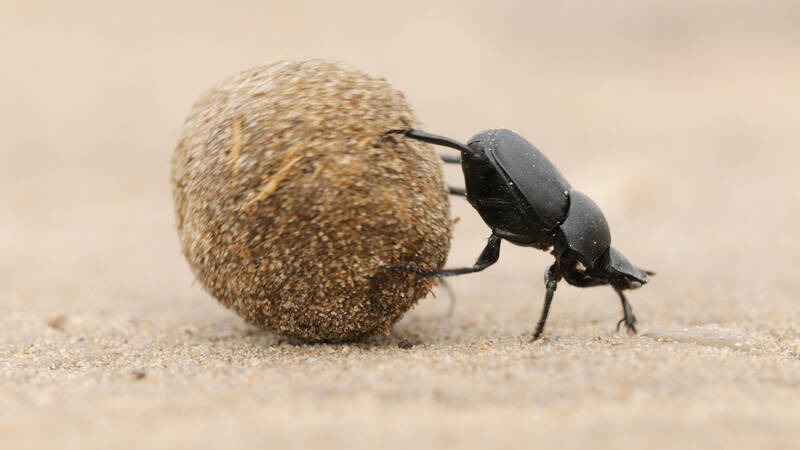 Insect Informants · National Parks Conservation Association