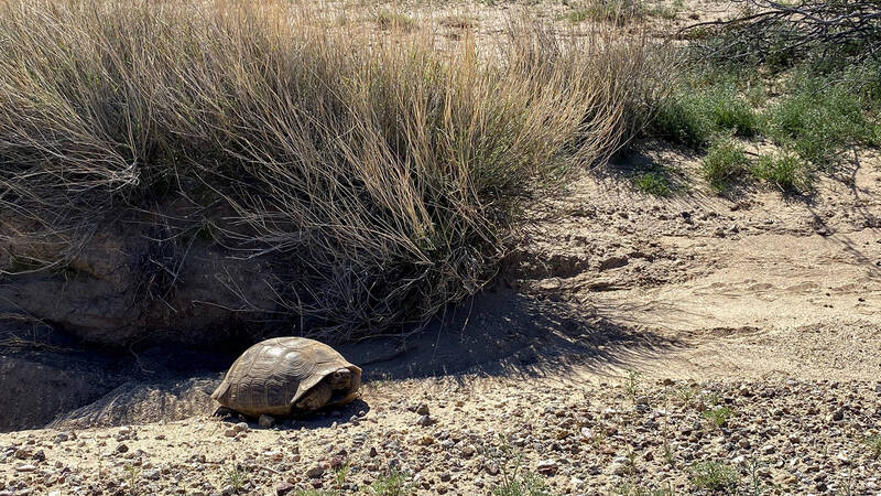 12 Things You Might Not Know About Mamie Till-Mobley · National Parks Conservation Association