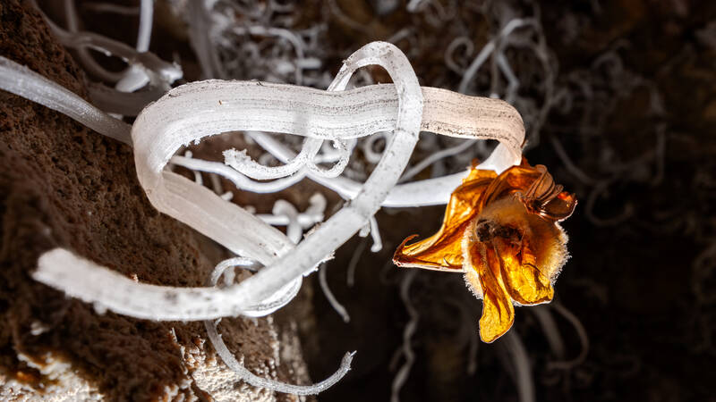 National Parks Conservation Association