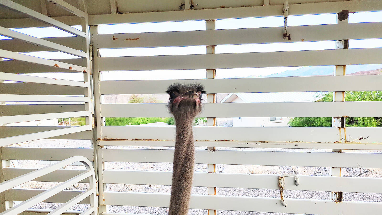 Free As a Bird? · National Parks Conservation Association