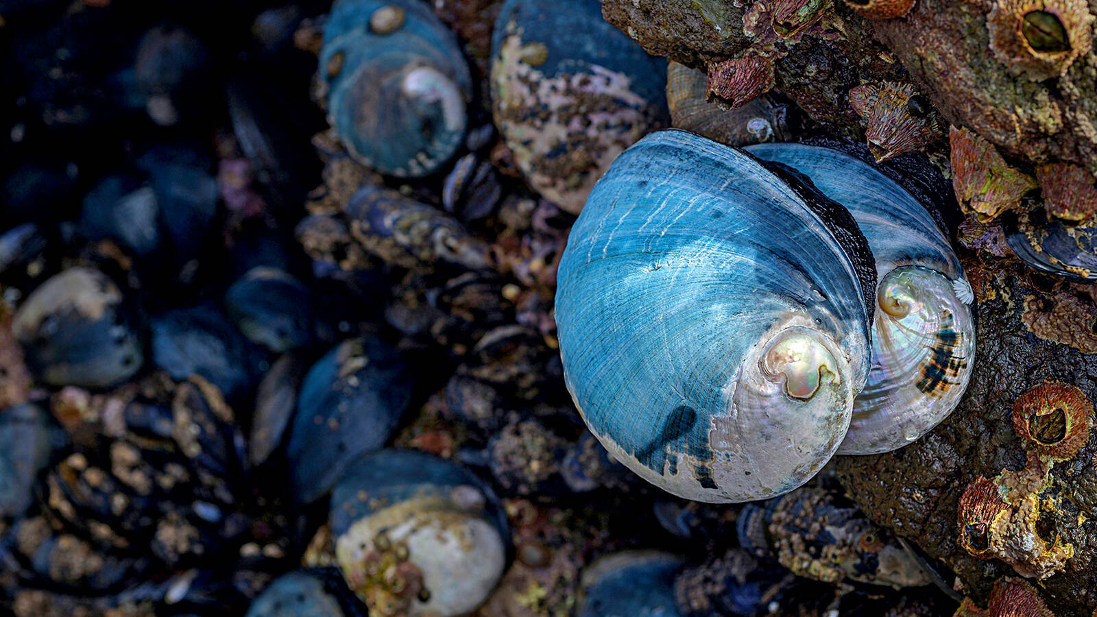 Mollusks on the Move · National Parks Conservation Association