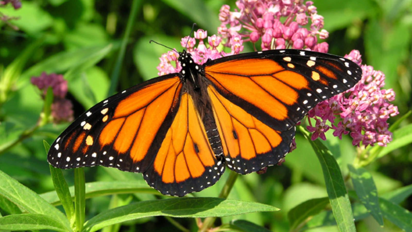 Got Milkweed Crowdfunding Creates A Butterfly Effect For National Got Milkweed Crowdfunding Creates A Butterfly Effect For National