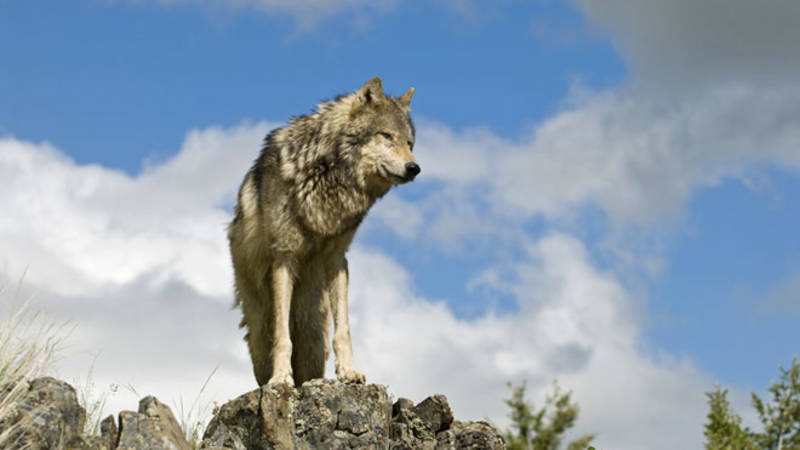 Lassen Volcanic · National Parks Conservation Association