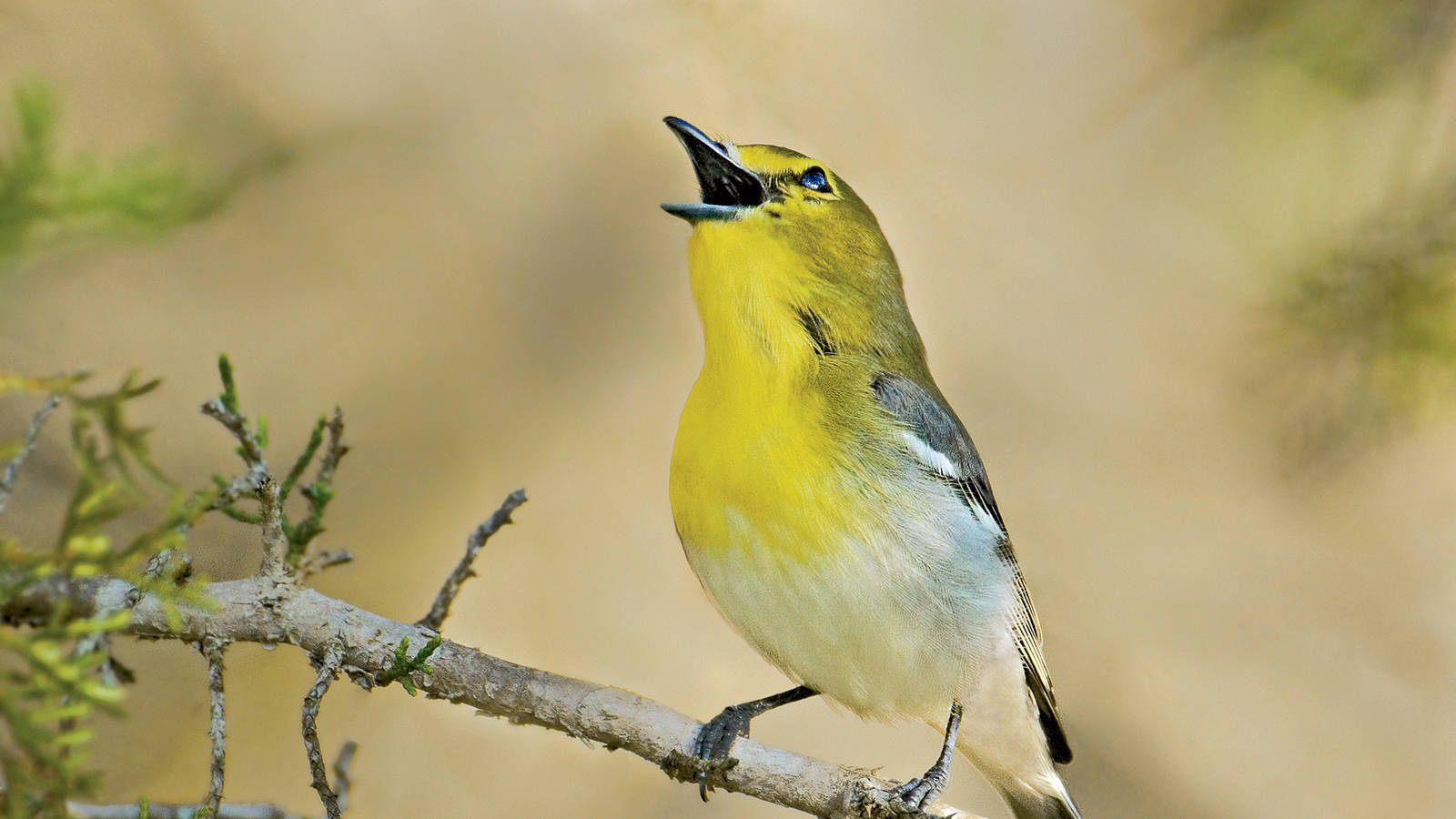 Early Birds & Night Owls · National Parks Conservation Association