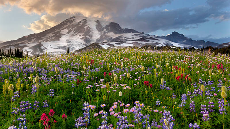 Bison Infographic · National Parks Conservation Association