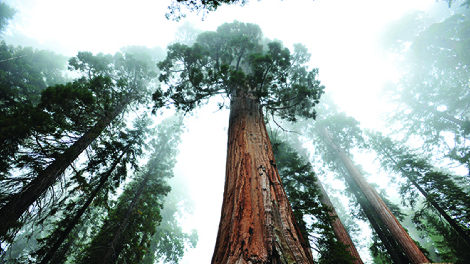 Gentle Giants · National Parks Conservation Association