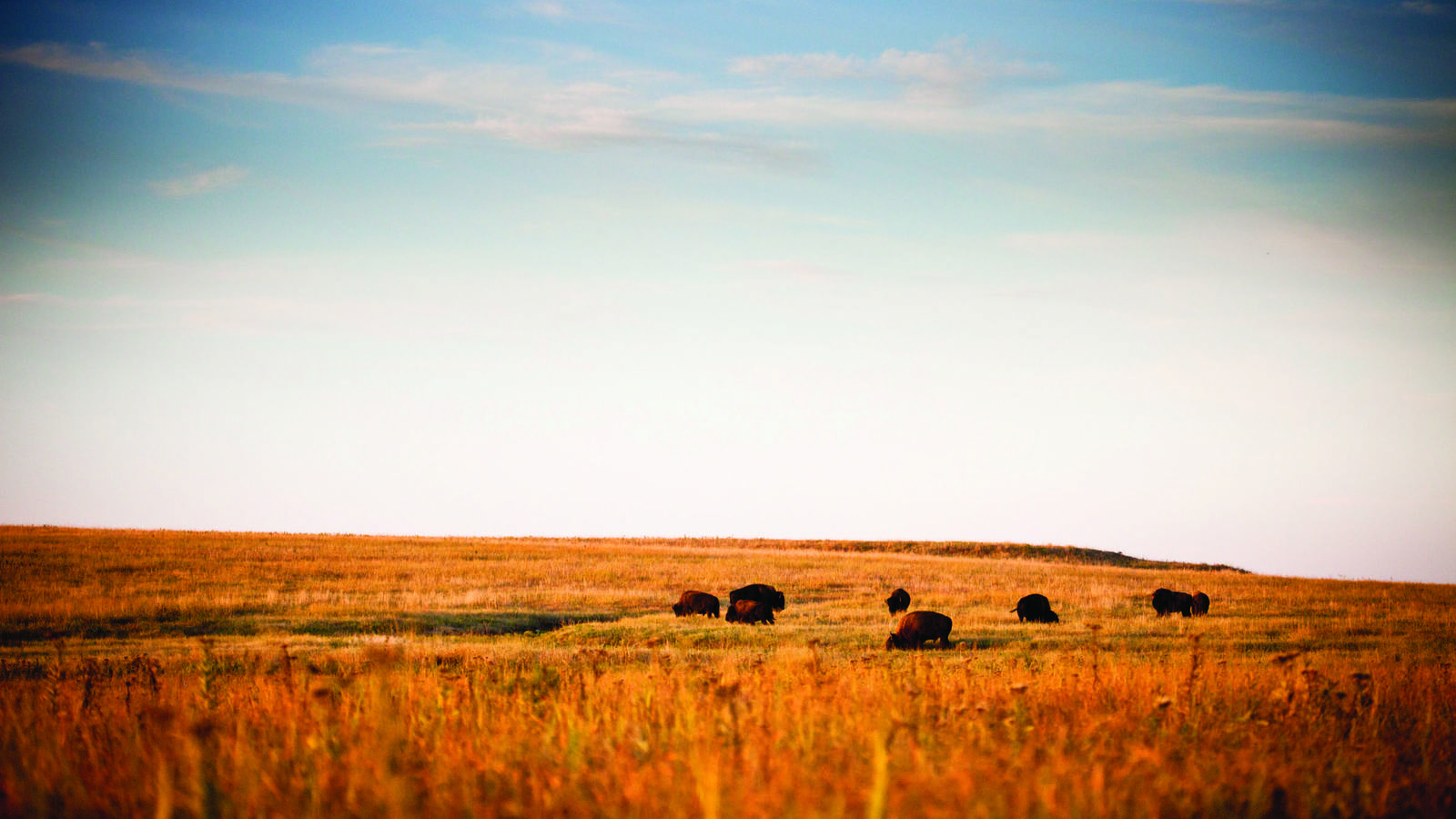 Prairie Solitaire · National Parks Conservation Association