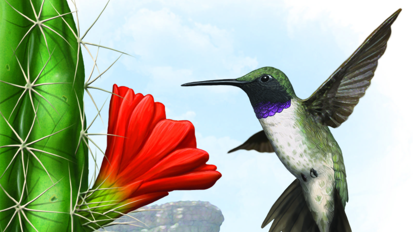 The Secret Lives of Hummingbirds · National Parks Conservation Association
